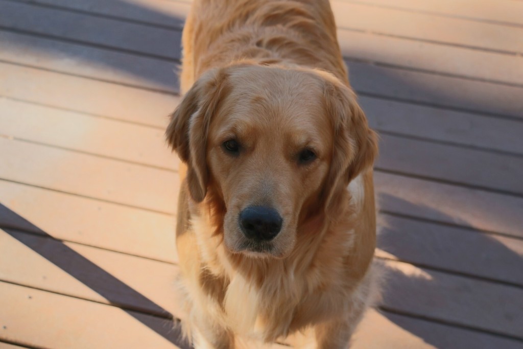 GreenGate Goldens – Golden Retrievers, South Carolina