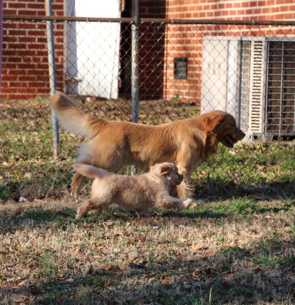 GreenGate Goldens – Golden Retrievers, South Carolina