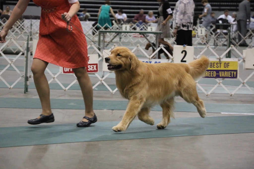 GreenGate Goldens – Golden Retrievers, South Carolina