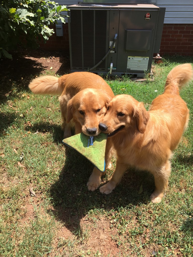 GreenGate Goldens – Golden Retrievers, South Carolina